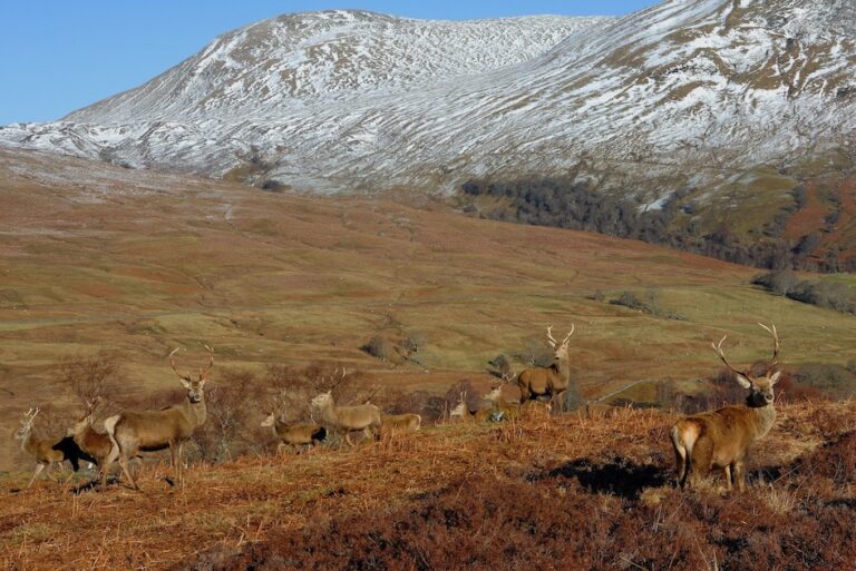 The Common Ground Forum